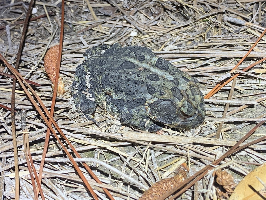 Southern Toad in March 2024 by William Phillips · iNaturalist