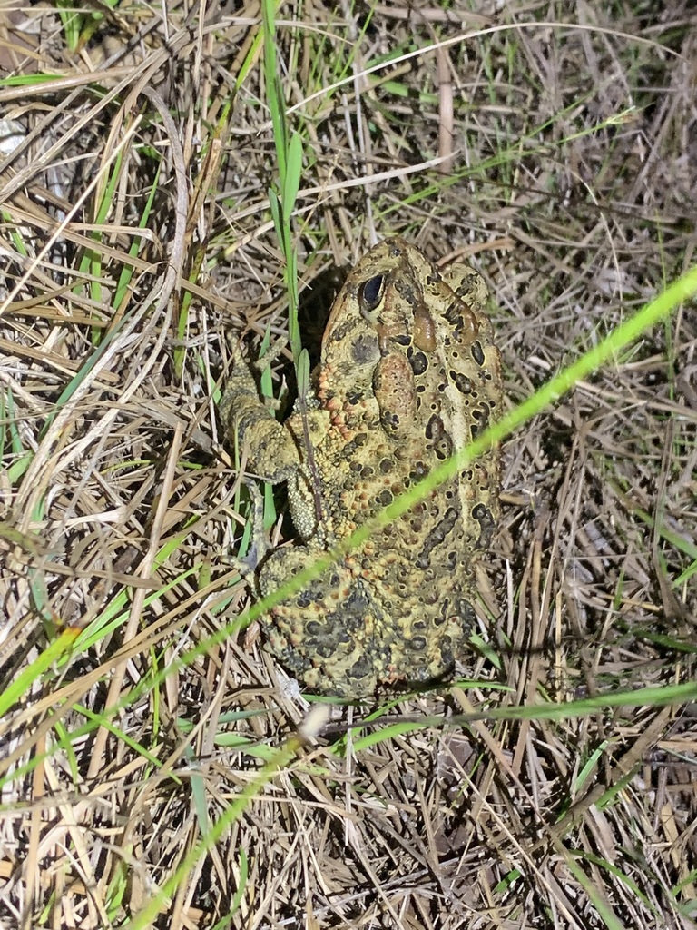 Southern Toad in March 2024 by William Phillips · iNaturalist