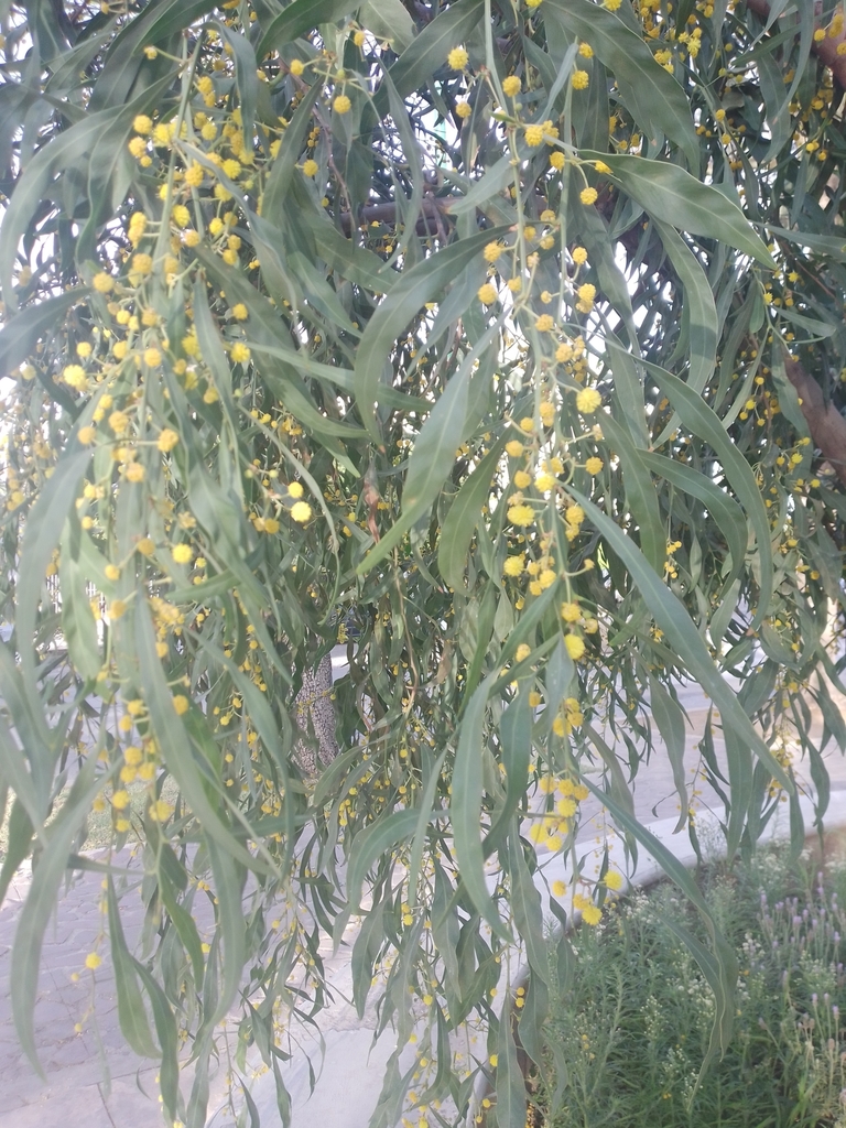 Acacia plateada desde Centro, León de los Aldama, Gto., México el 07 de ...