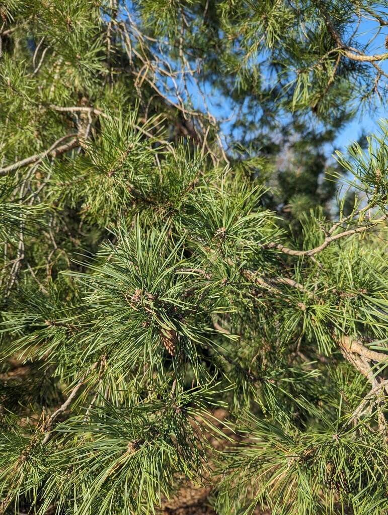 black pine from East Lansing, MI, USA on March 13, 2024 at 04:40 PM by ...