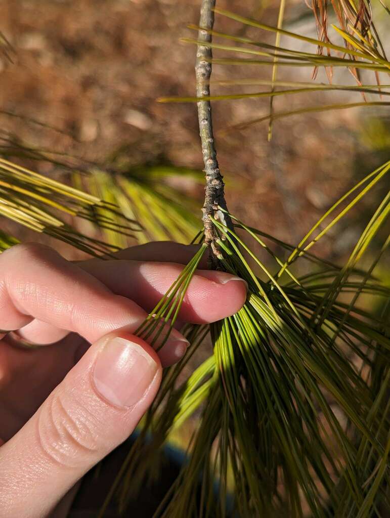 eastern white pine from East Lansing, MI, USA on March 13, 2024 at 04: ...