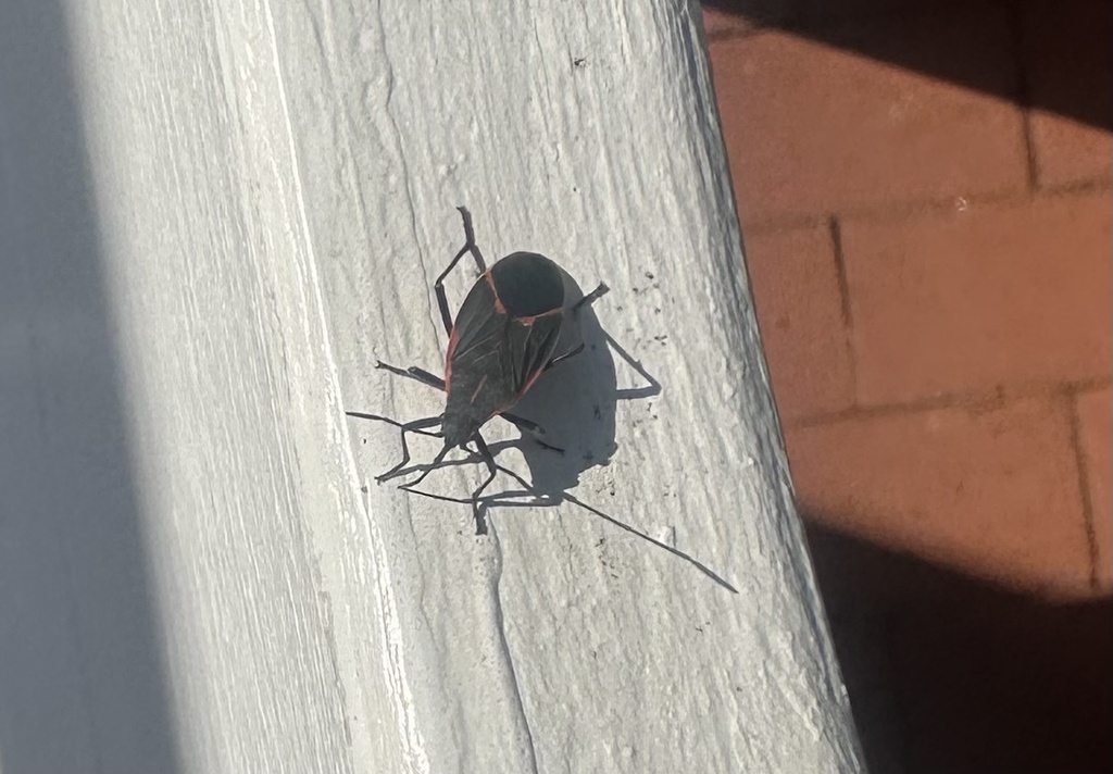 Eastern Boxelder Bug from Anderson University, Anderson, SC, US on ...