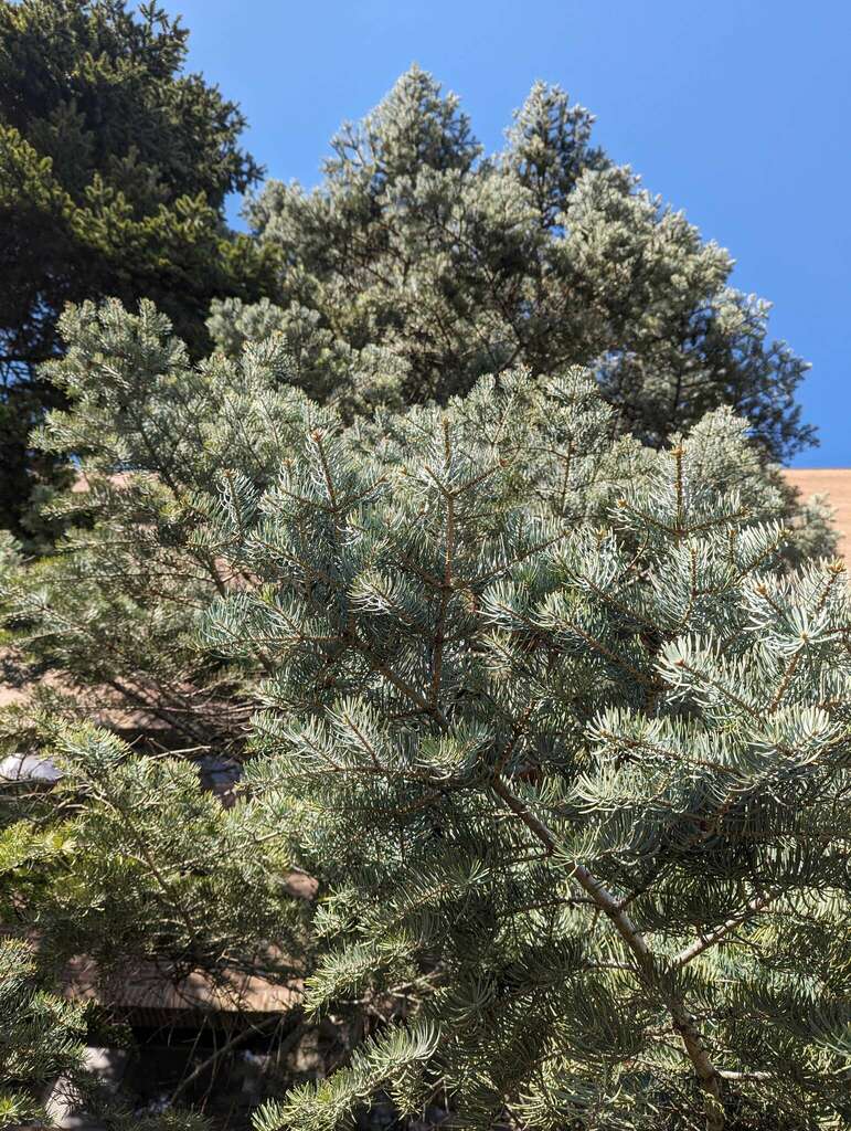 blue spruce from East Lansing, MI, USA on March 13, 2024 at 04:54 PM by ...