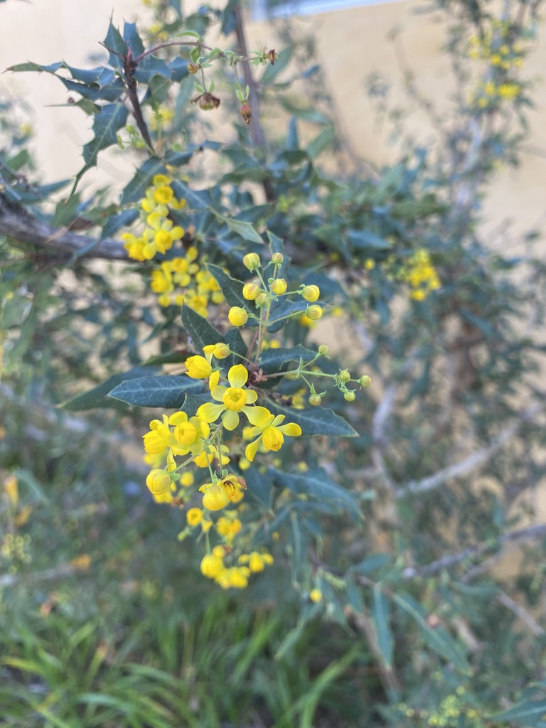 Nevin's barberry from Madrona Marsh Preserve & Nature Center, Torrance ...