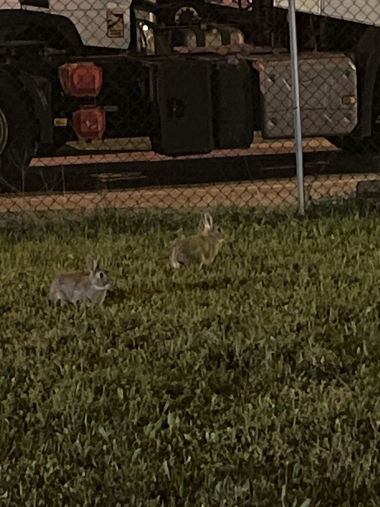 European Rabbit from Albon, Auvergne-Rhône-Alpes, FR on March 14, 2024 ...
