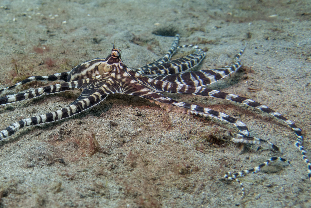 Mimic Octopus from Pintuyan, Southern Leyte, Philippines on February 14 ...