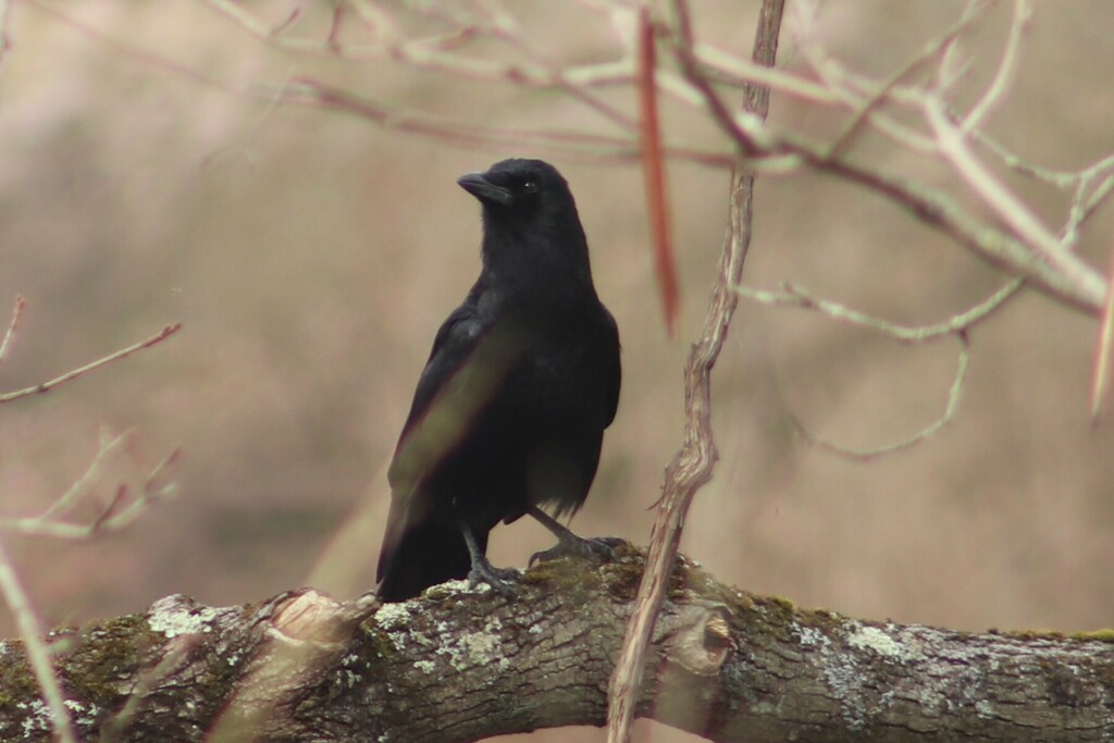 American Crow from Oil City, PA 16301, USA on March 14, 2024 at 02:41 ...
