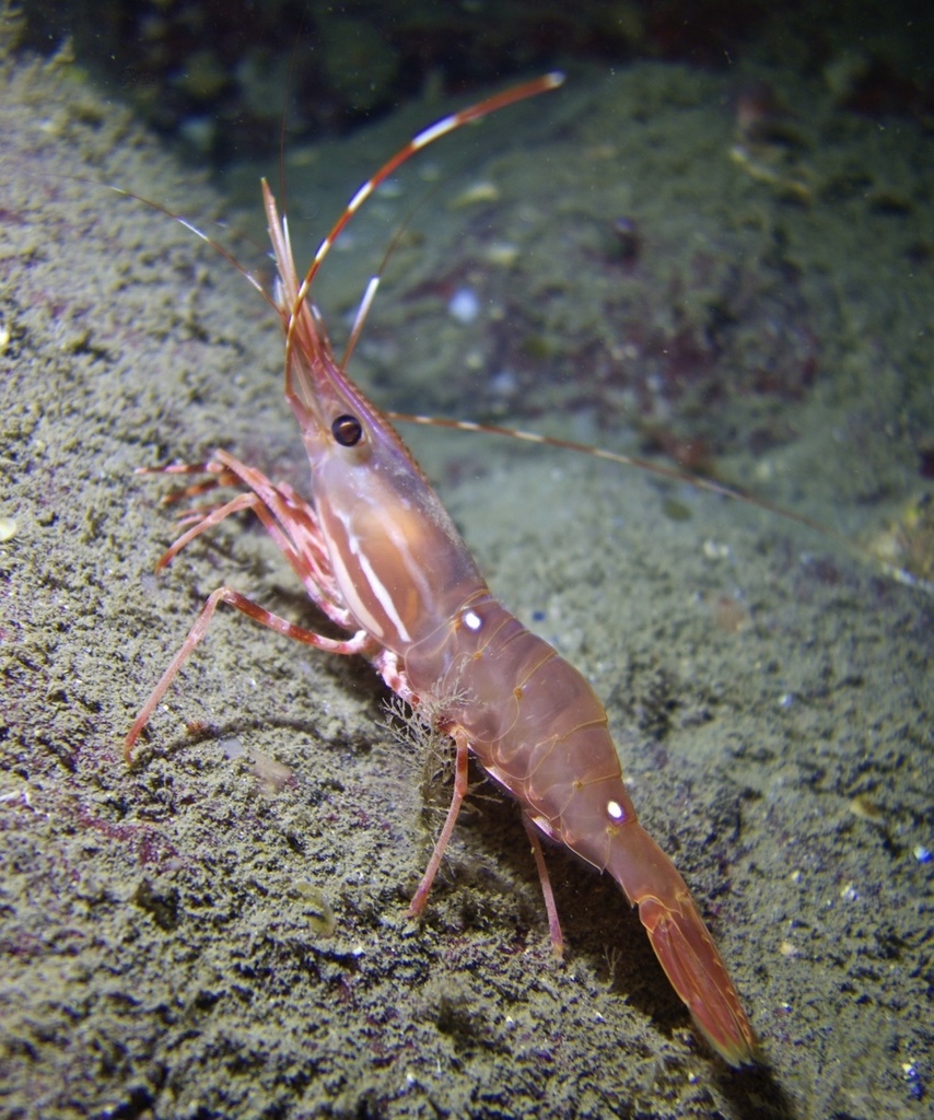 California Spot Prawn from Salish Sea, Greater Vancouver, BC, CA on ...