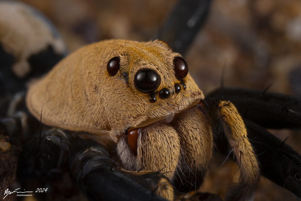 Two-toned wolf spider from Paynes Find WA 6612, Australia on March 3 ...