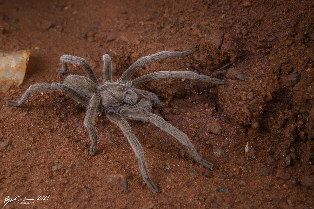 Stirling's Australian Tarantula from Paynes Find WA 6612, Australia on ...