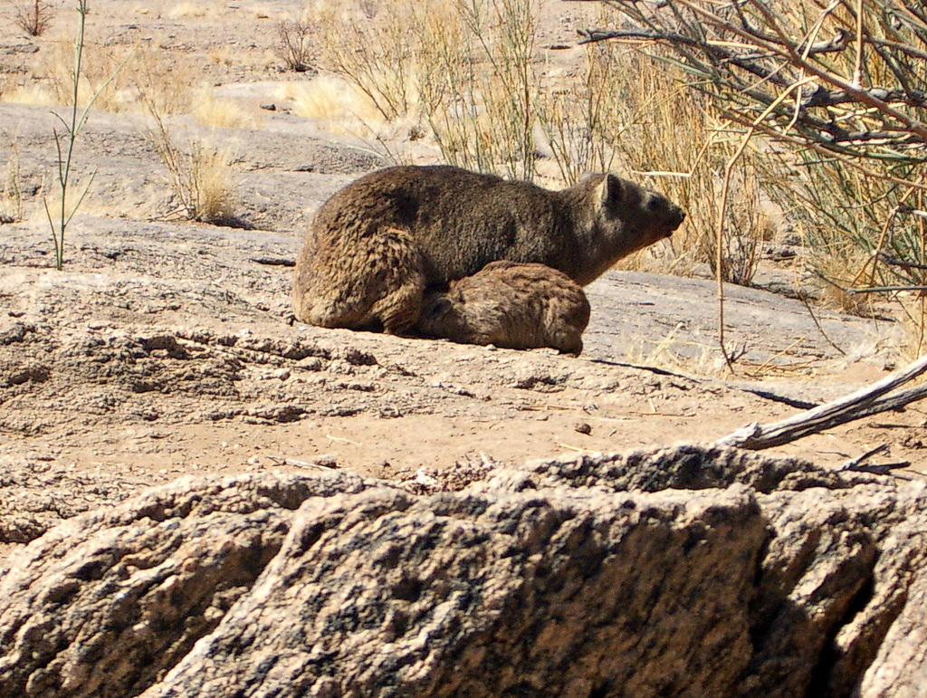 Cape Rock Hyrax from Augrabies Falls National Park on August 26, 2004 ...