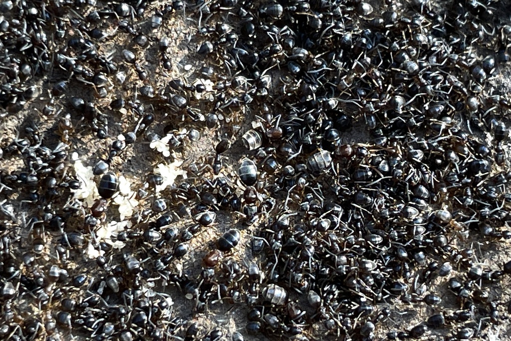 Odorous House Ant from Fort Tryon Park, New York, NY, US on March 14 ...