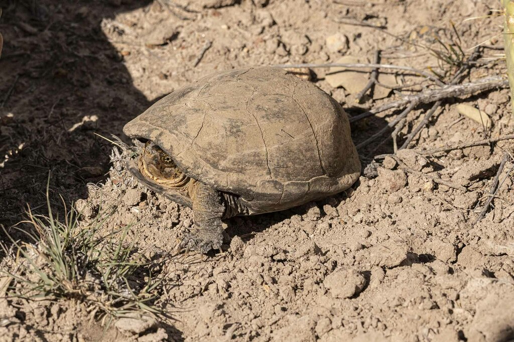 Mexican Mud Turtle from Villa de Arriaga, S.L.P., México on March 8 ...
