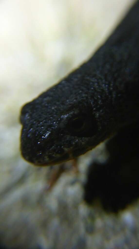 Alpine Newt from 35463 Fernwald, Germany on March 14, 2024 at 09:36 PM ...