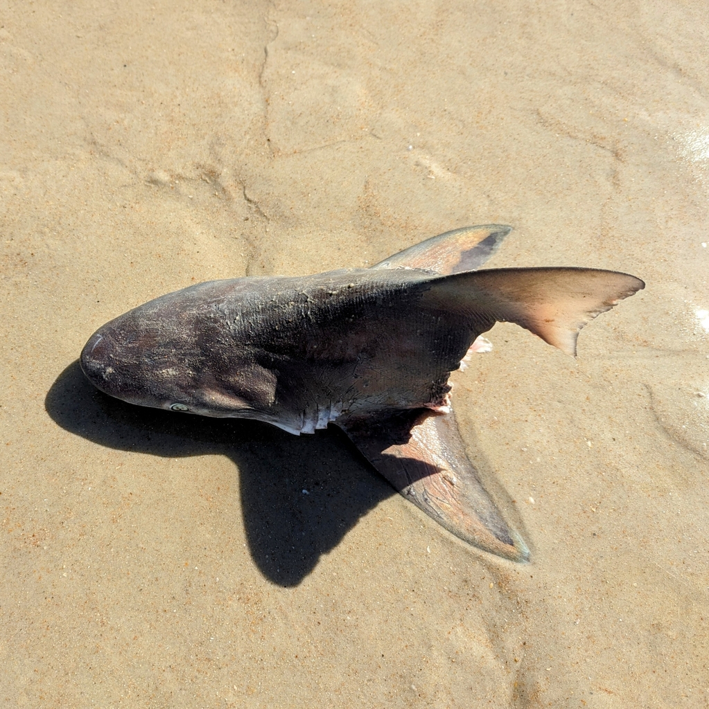 Sandbar Shark in March 2024 by Rachel Narducci · iNaturalist