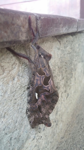 Phassus n-signatus · iNaturalist