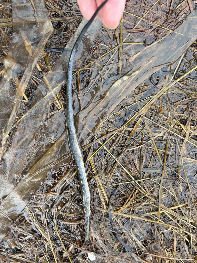 Kelp Pipefish from Kumdis Bay, Port Clements, BC, CA on 14 March, 2024 ...