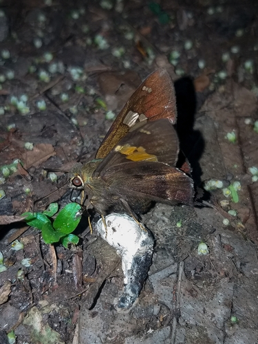 Cephise cephise · iNaturalist