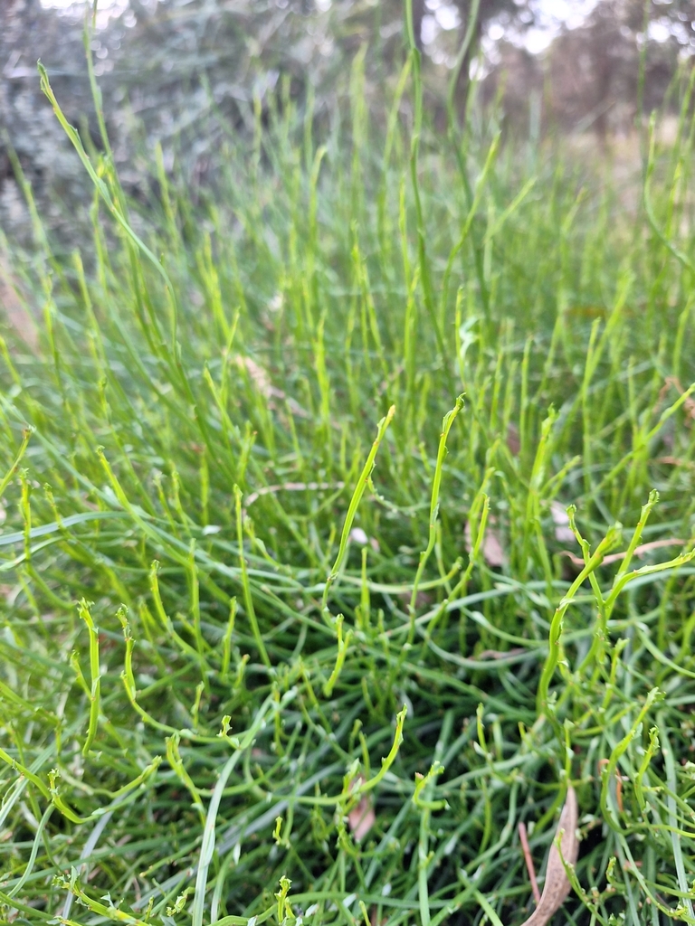 Broom Spurge from Springvale South VIC 3172, Australia on March 15 ...