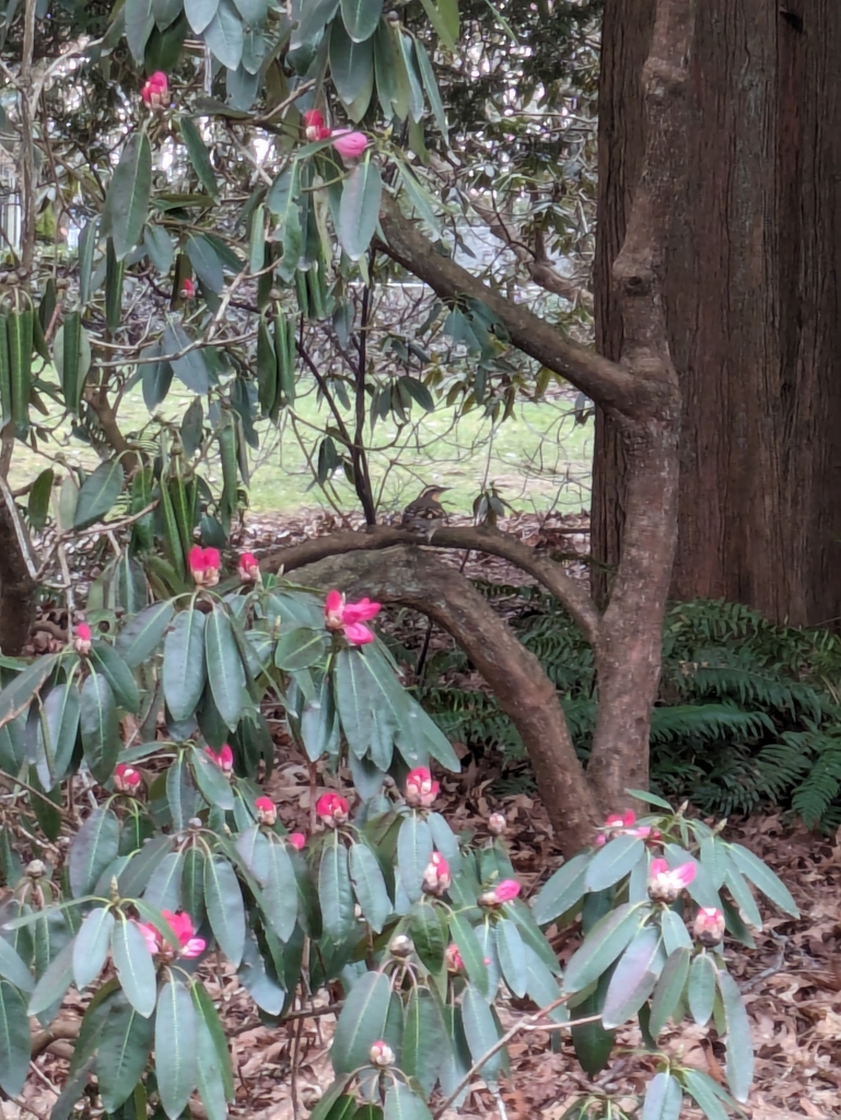 Pacific rhododendron from Vancouver, BC V6G 2S1, Canada on March 13 ...