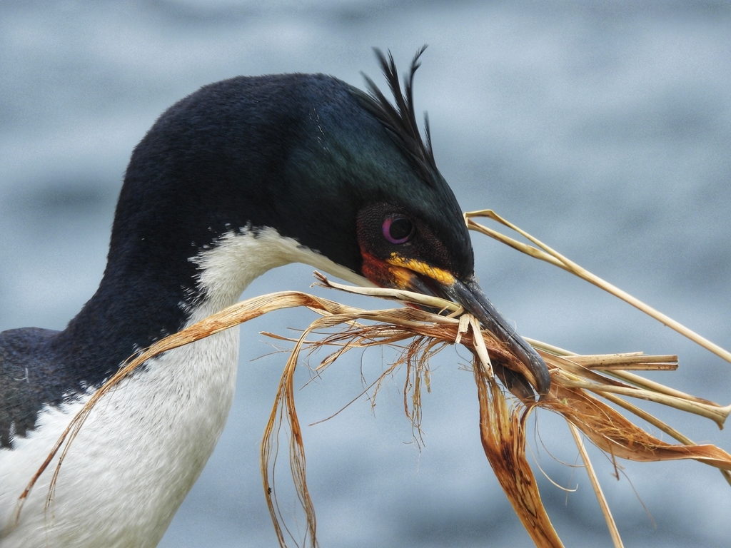 Auckland Island Shag from Auckland Islands Nature Reserve, Auckland ...