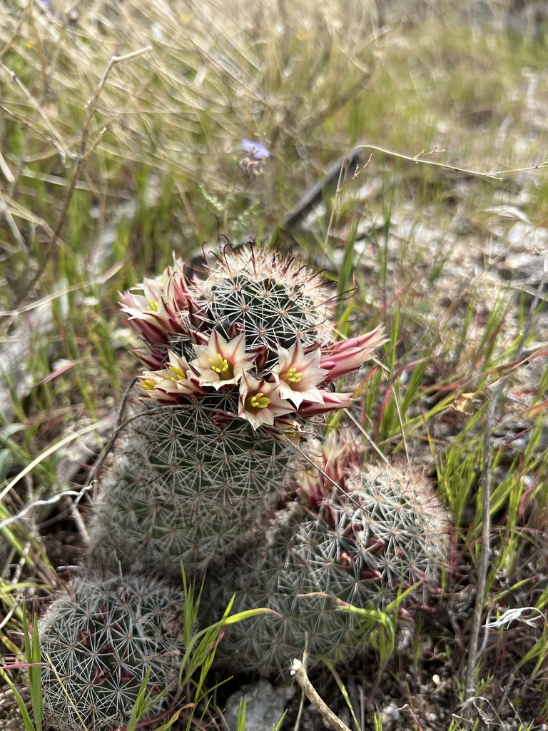 Peninsular fishhook cactus from Anza-Borrego Desert State Park, Borrego ...