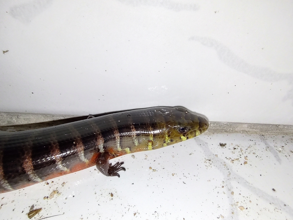 Brazilian Galliwasp from Jubaia, Maranguape - CE, Brasil on March 14 ...