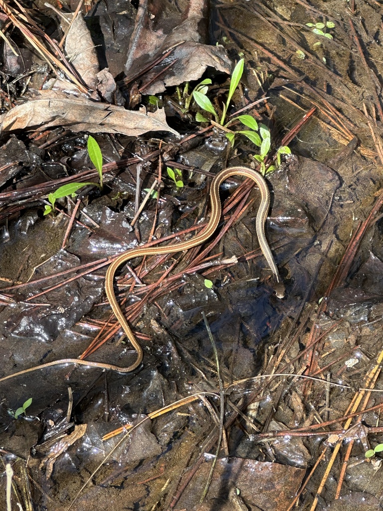 Eastern Ribbon Snake from Crawfords State Forest, Providence Forge, VA ...