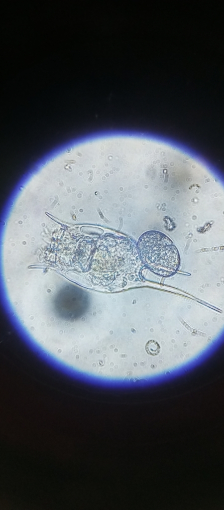 Brachionus havanaensis from Santa Marta, Magdalena, Colombia on March 9 ...