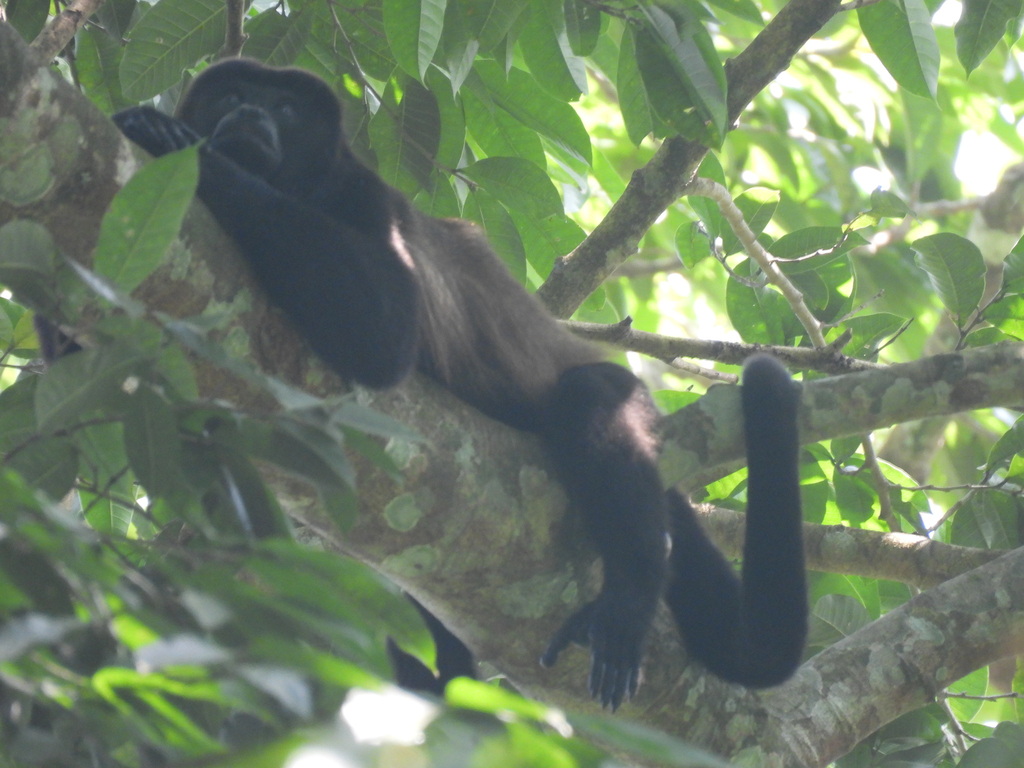 Mantled Howler Monkey in March 2024 by Edgar Antonio Ortega Lozada ...