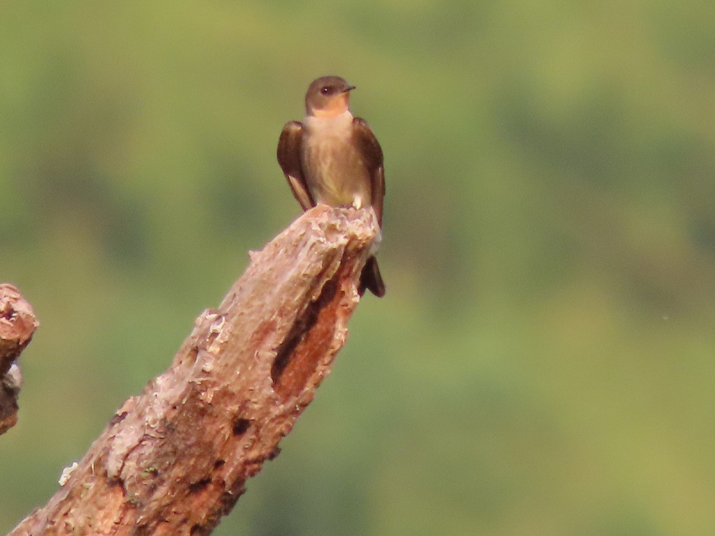 Southern Rough-winged Swallow from Palestina, Caldas, Colombia on March ...