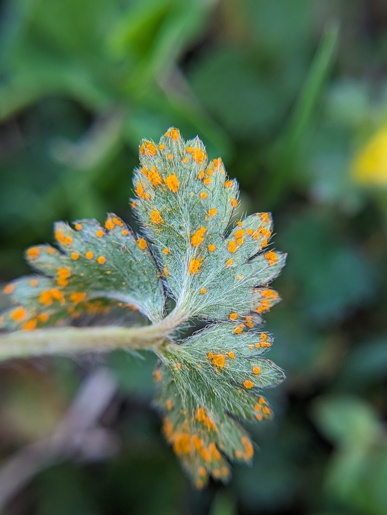Mock Strawberry Rust from Redmont Park, Birmingham, AL, USA on March 14 ...