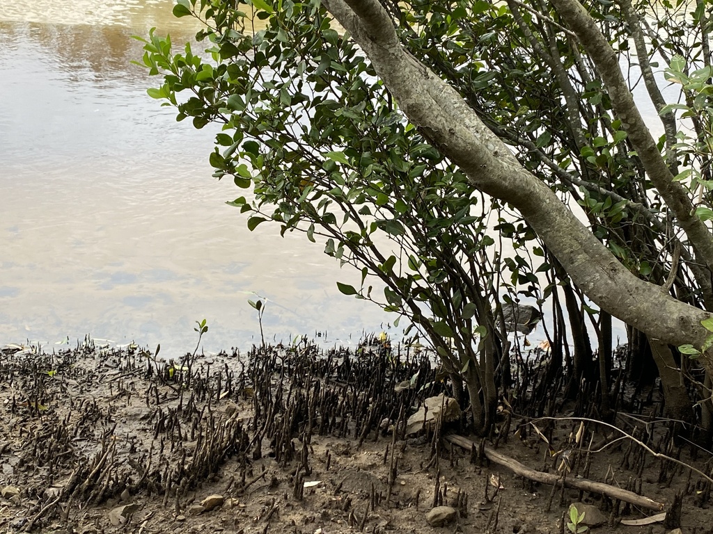 river mangrove from Casons La, New Brighton, NSW, AU on March 15, 2024 ...