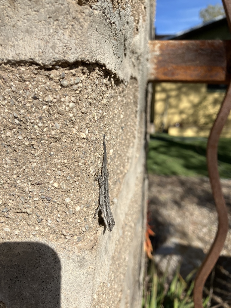 Ornate Tree Lizard from N Olsen Ave, Tucson, AZ, US on March 13, 2024 ...