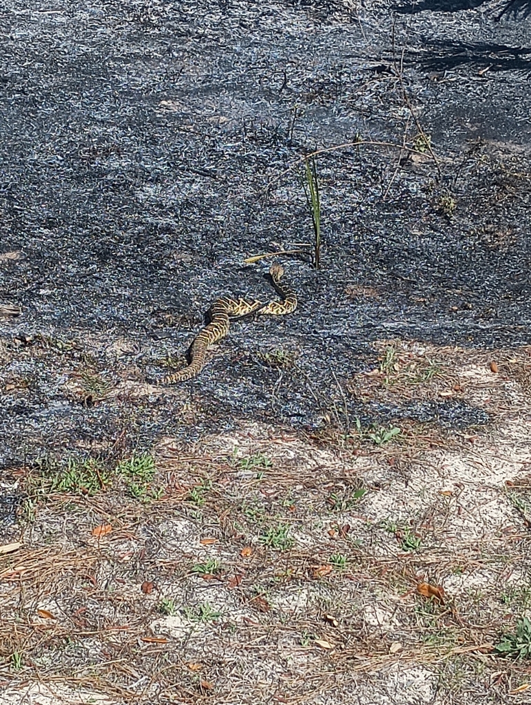 Eastern Diamondback Rattlesnake from Brunswick, GA 31522, USA on March ...