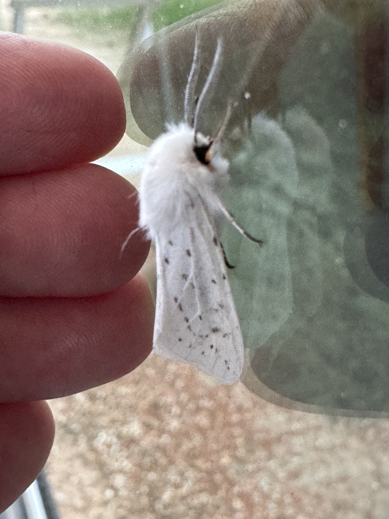 Dubious Tiger Moth from Deer Trail Rd, Weimar, TX, US on March 14, 2024 ...