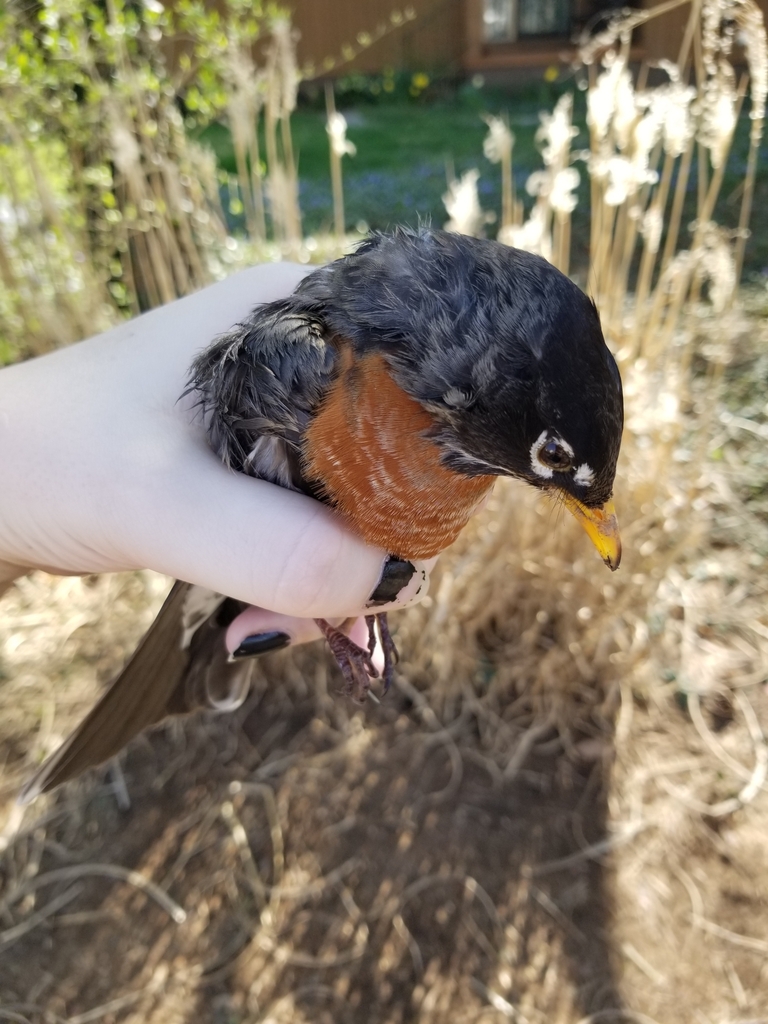Northern Robin in March 2024 by Iris V. Copen. Wing broken by a feral ...