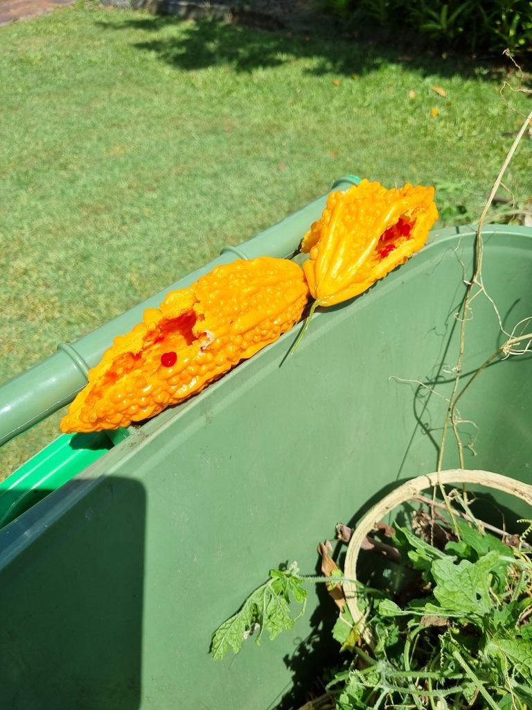 Bitter Melon from Colburn Ave near Link Rd, Victoria Point QLD 4165 ...