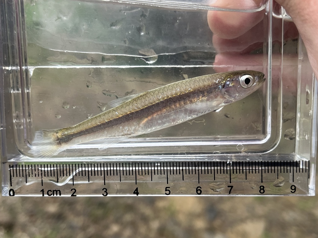 Emerald shiner from N Arkansas Ave, Russellville, AR, US on March 14 ...