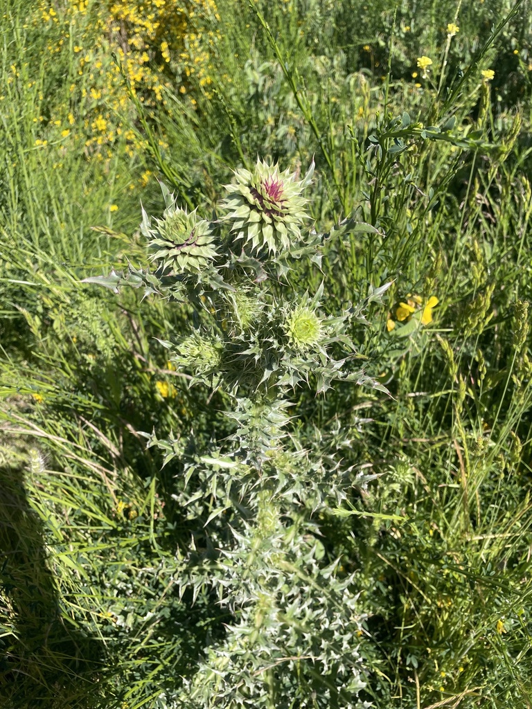 musk thistle from Los Lagos Department, Neuquén Province, Argentina on ...