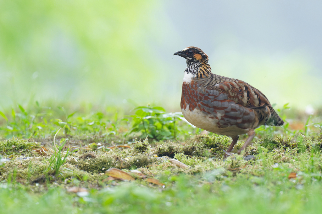 Sichuan Partridge in June 2022 by Vincent Wang · iNaturalist