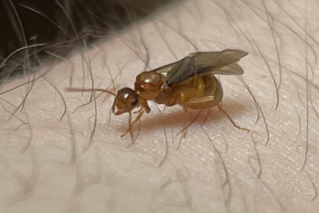 American Winter Ant in March 2024 by Arman · iNaturalist