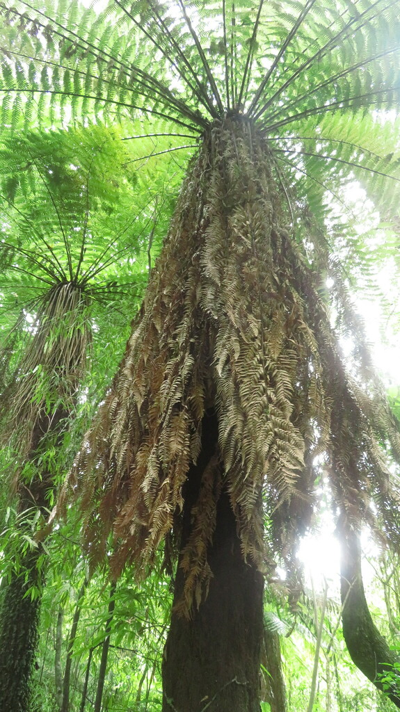 golden tree fern from Pelorus Bridge 7192, New Zealand on March 9, 2024 ...