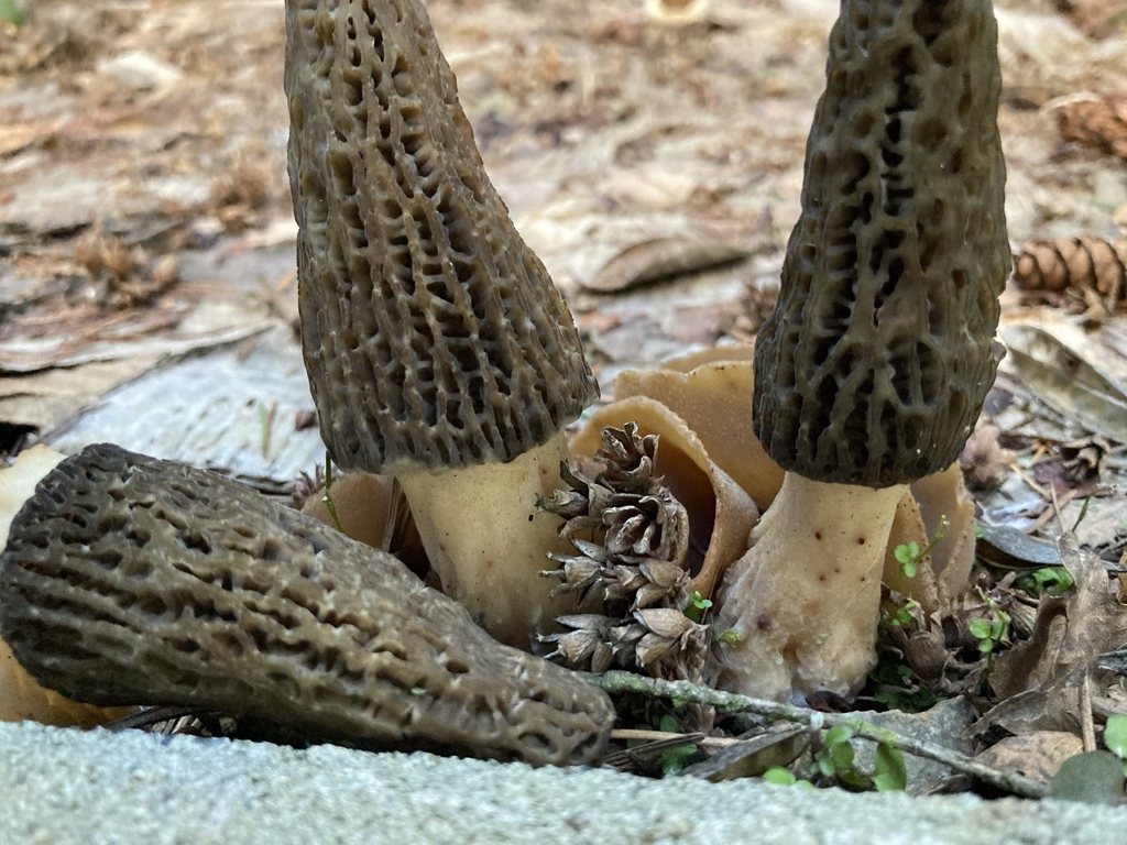 Landscaping Black Morel in March 2024 by ms28 · iNaturalist