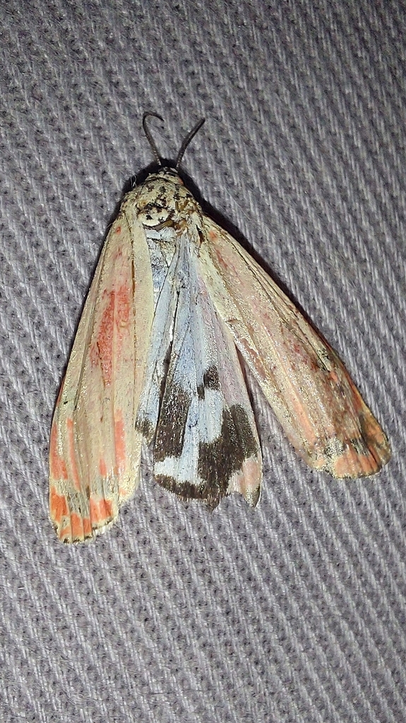 Ornate Bella Moth from Santa Gertrudes, SP, 13510-000, Brasil on March ...