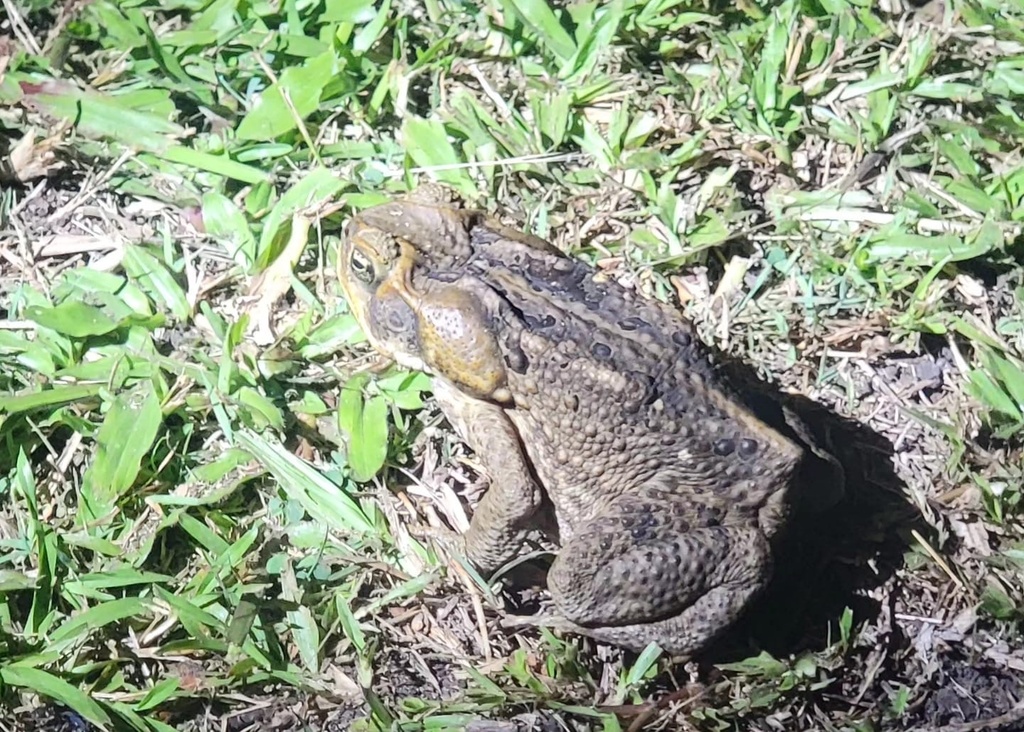 Cane Toad from Advancetown, QLD, AU on March 15, 2024 at 06:34 AM by ...