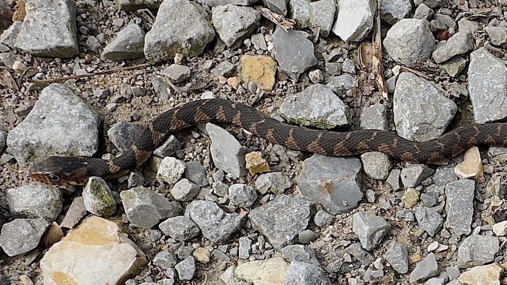 Plain-bellied Watersnake from Shawnee National Forest, Wolf Lake, IL ...
