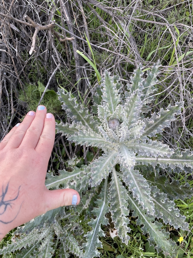 Cobwebby Thistle from Saddleback Church, Mission Viejo, CA, US on March ...