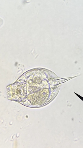 Genus Lepadella · iNaturalist