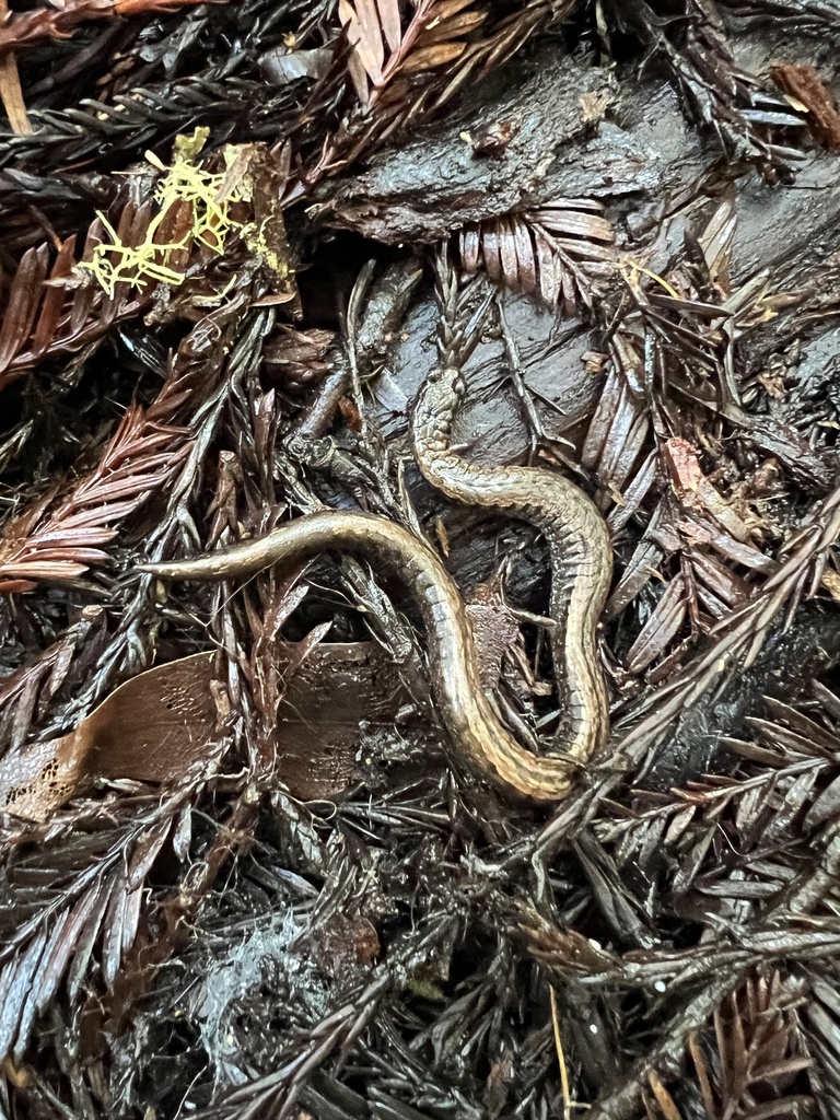 California Slender Salamander from Hendy Woods State Park, Philo, CA ...